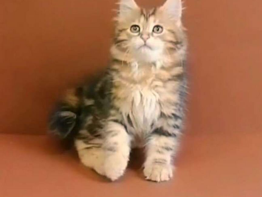 Котята курильский бобтейл