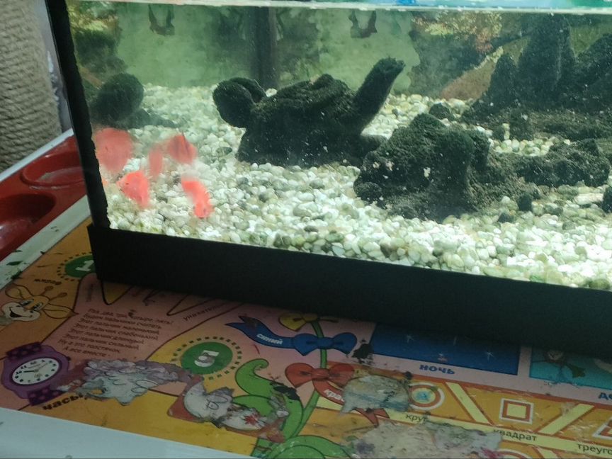 Аквариум с рыбкаи