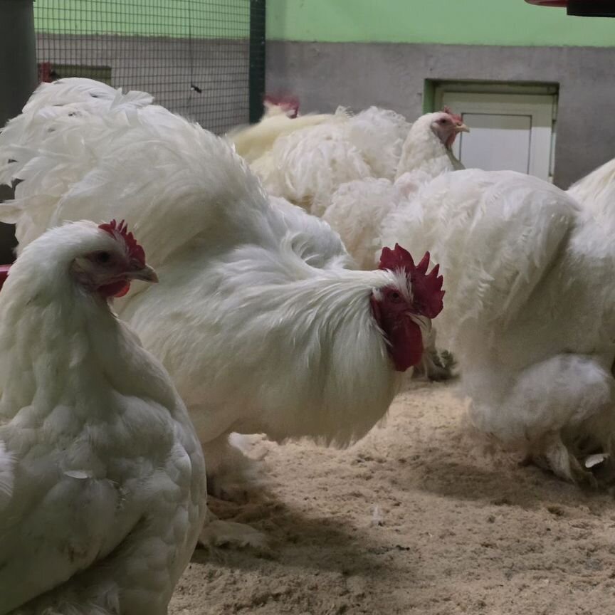 Инкубационное яйцо породистых кур