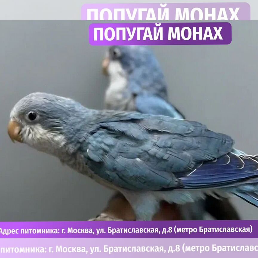 Попугай Монах