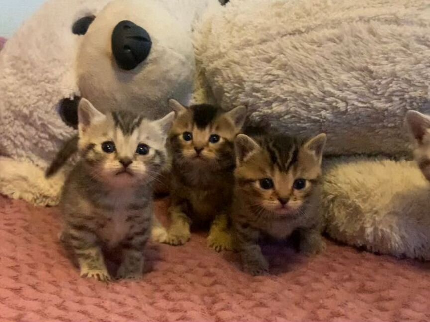 Котята британо-бенгалы