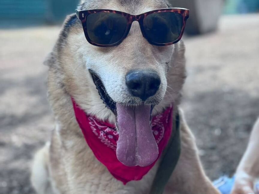 Великолепный Хьюго в добрые руки