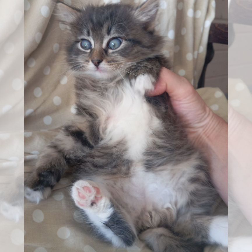Отдам котенка (мальчика) в добрые руки