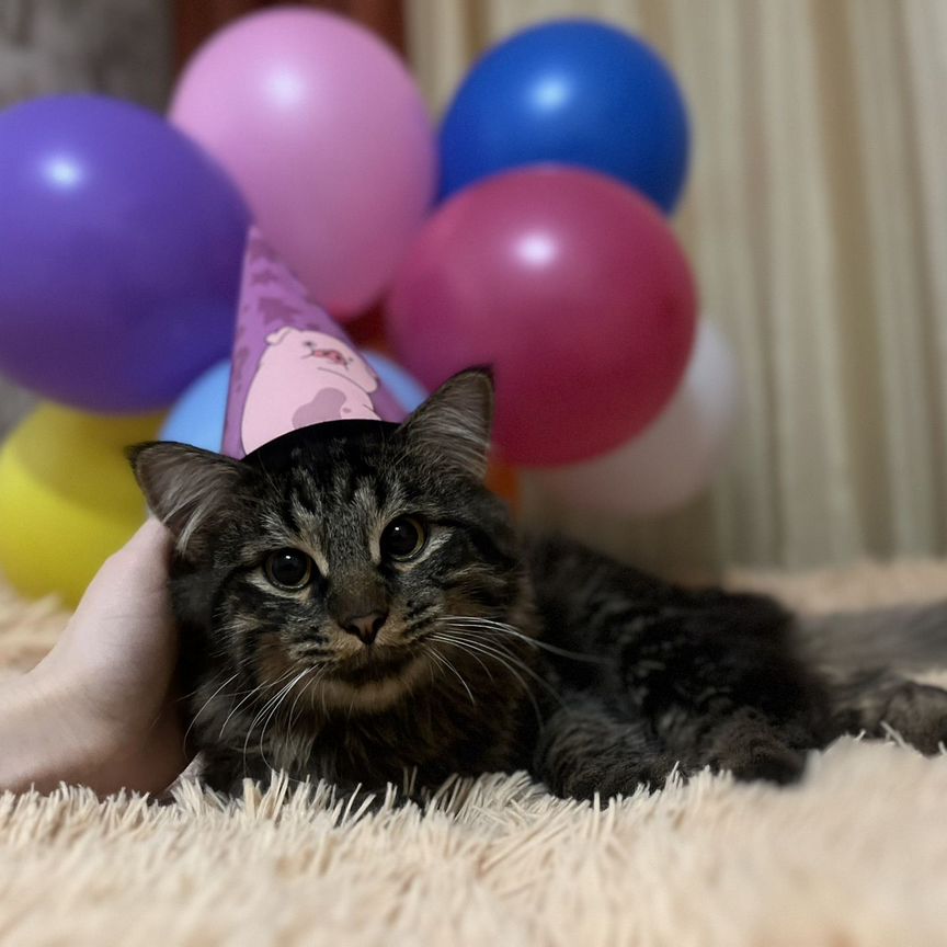 Кот беспородистый