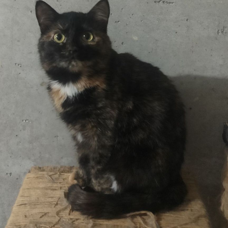 Взрослая, кошка в добрые руки