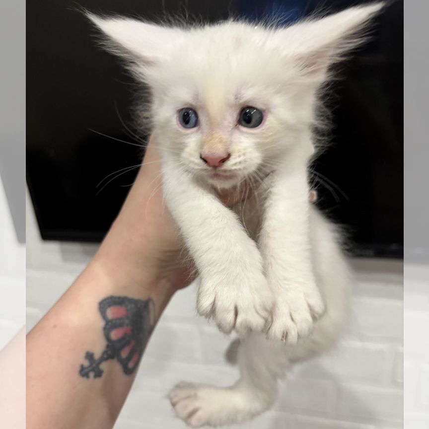 Мейн-кун котёнок