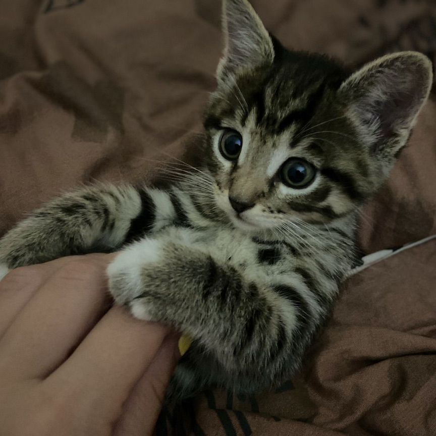 Котенок девочка
