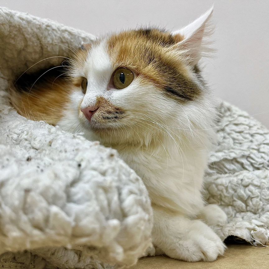 Юная кошечка ищет дом
