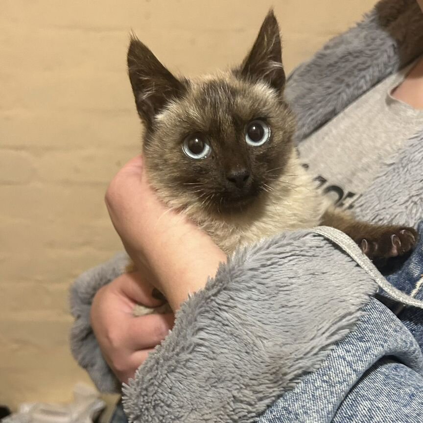 Котенок в добрые руки