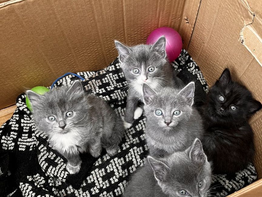 Кошки