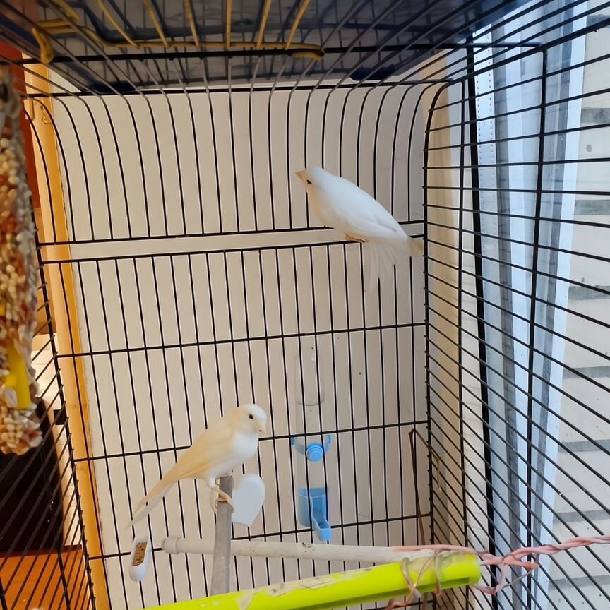 Кенара и канарейки