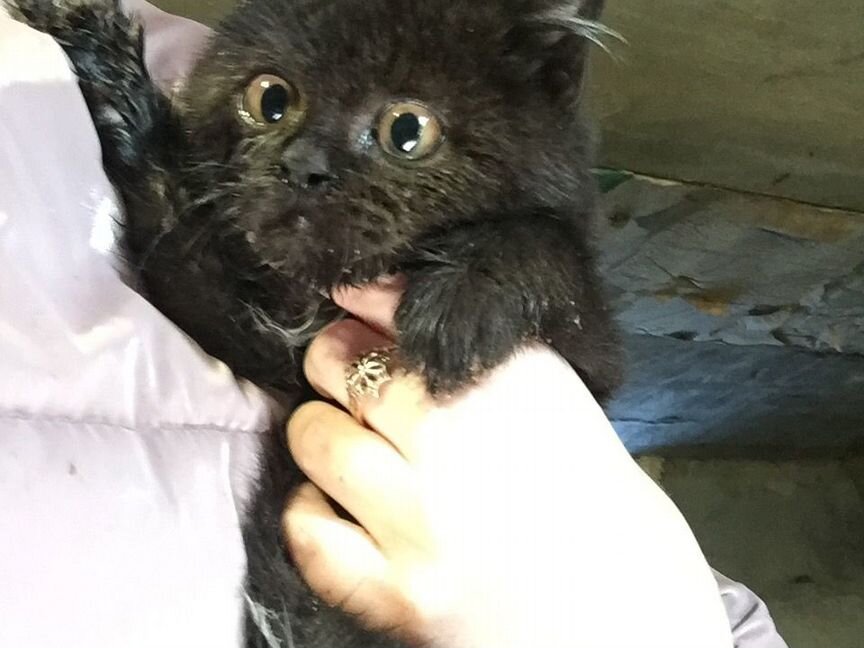 Черный котенок девочка