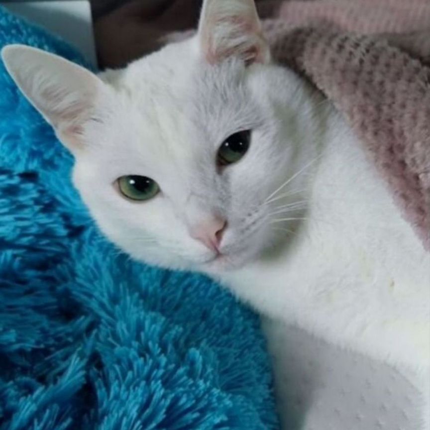 Зеленоглазый кот от которого хотят избавиться