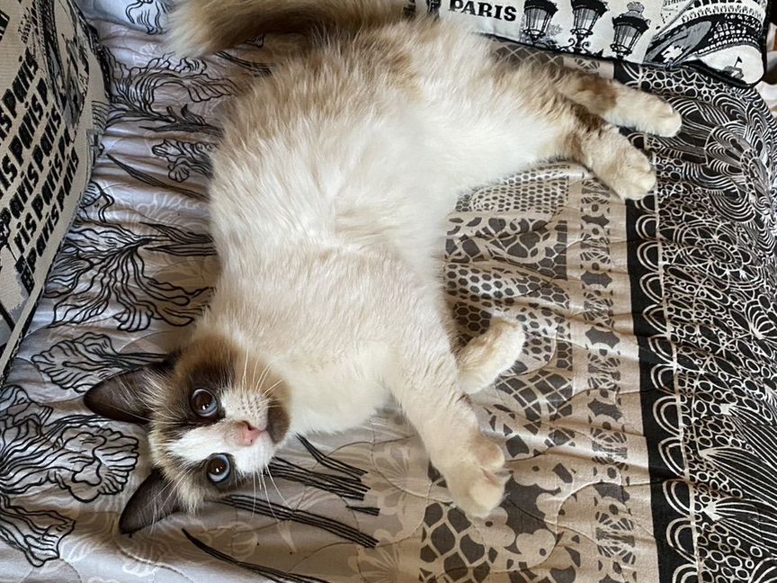 Котик рэгдолл