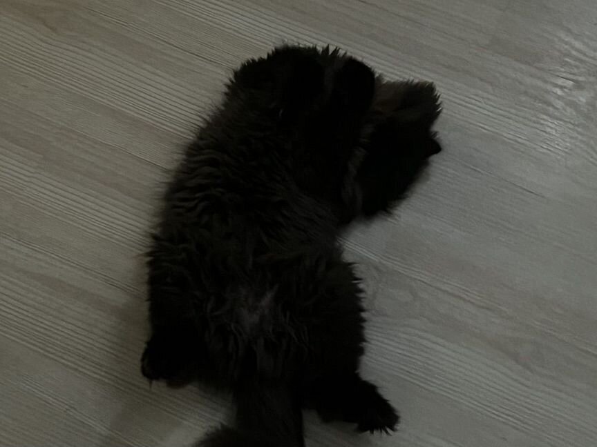 Персидская кошка