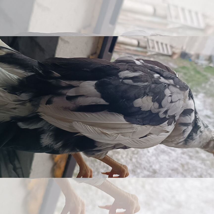 Куры легорн долматинец