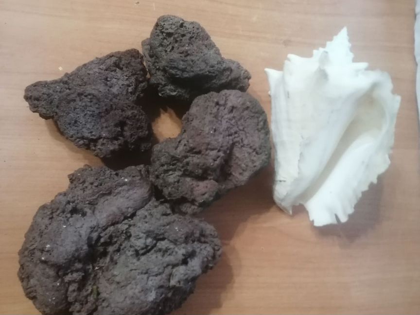Лава и ракушечка