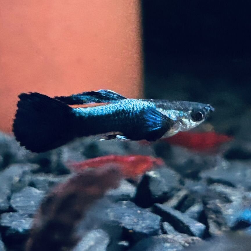 Синие гуппи