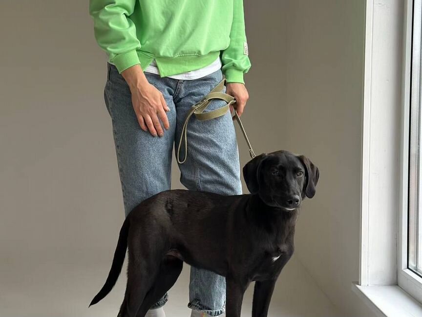 Тесси из приюта 4 месяца