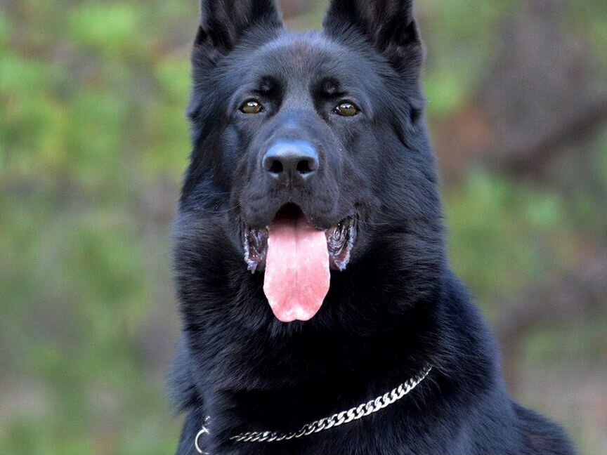 Восточноевропейская овчарка черный