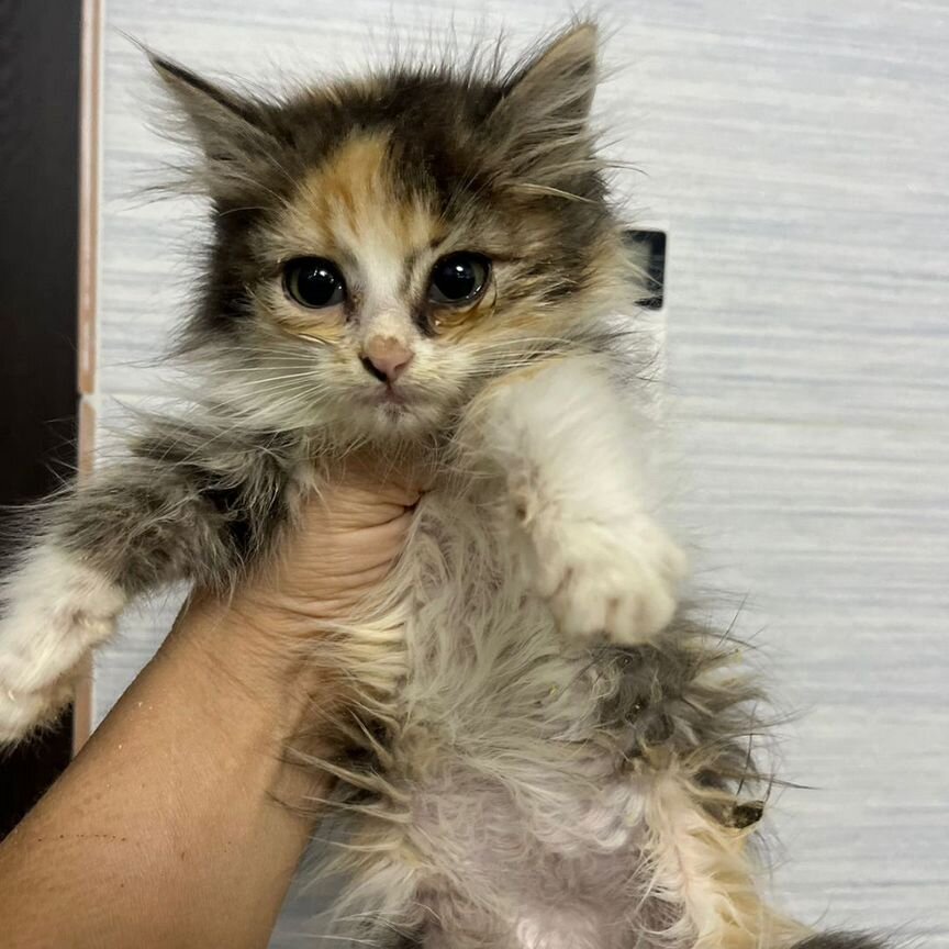 Котенок ласковая привитая мурлыка