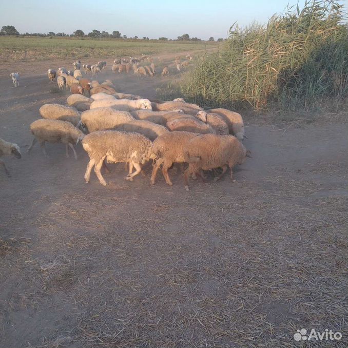 Ягнята баранчики