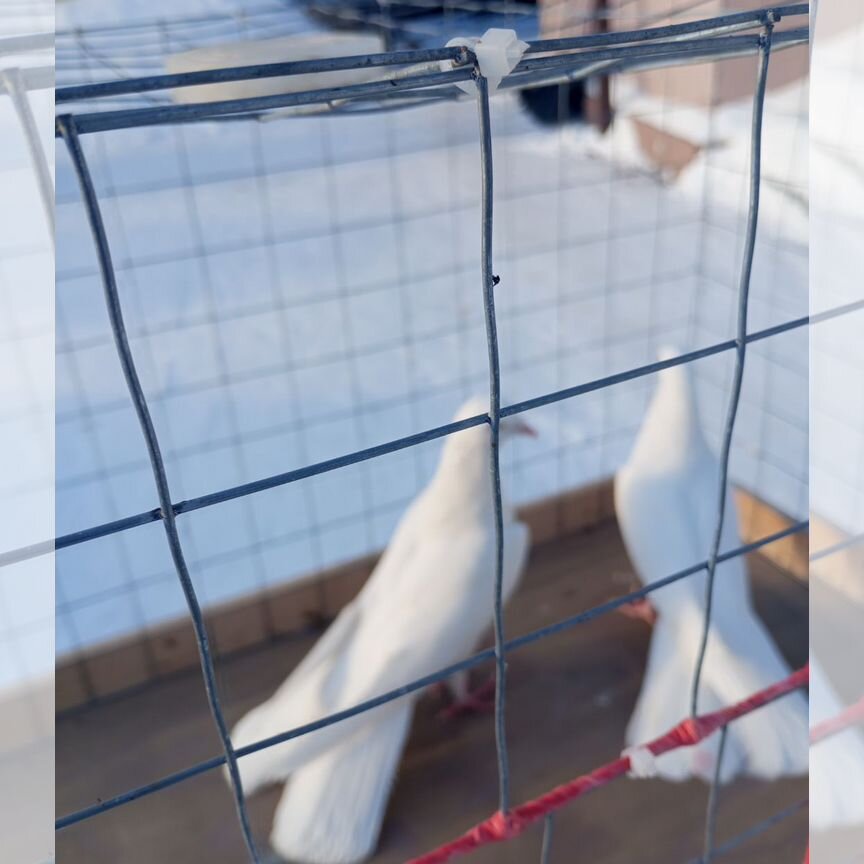 Бакинские голуби