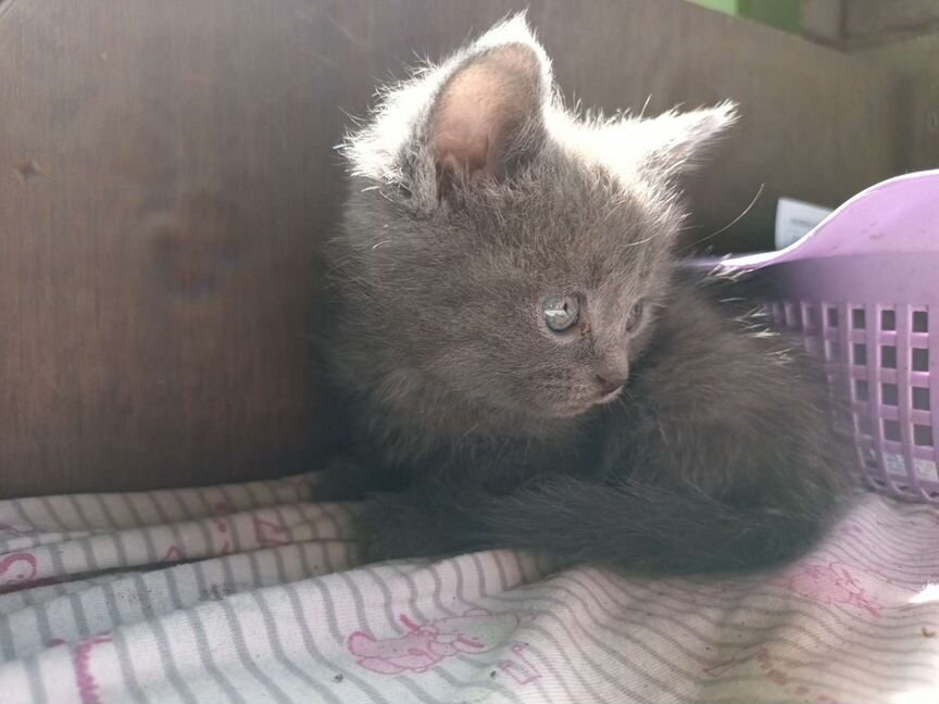 Продам котят