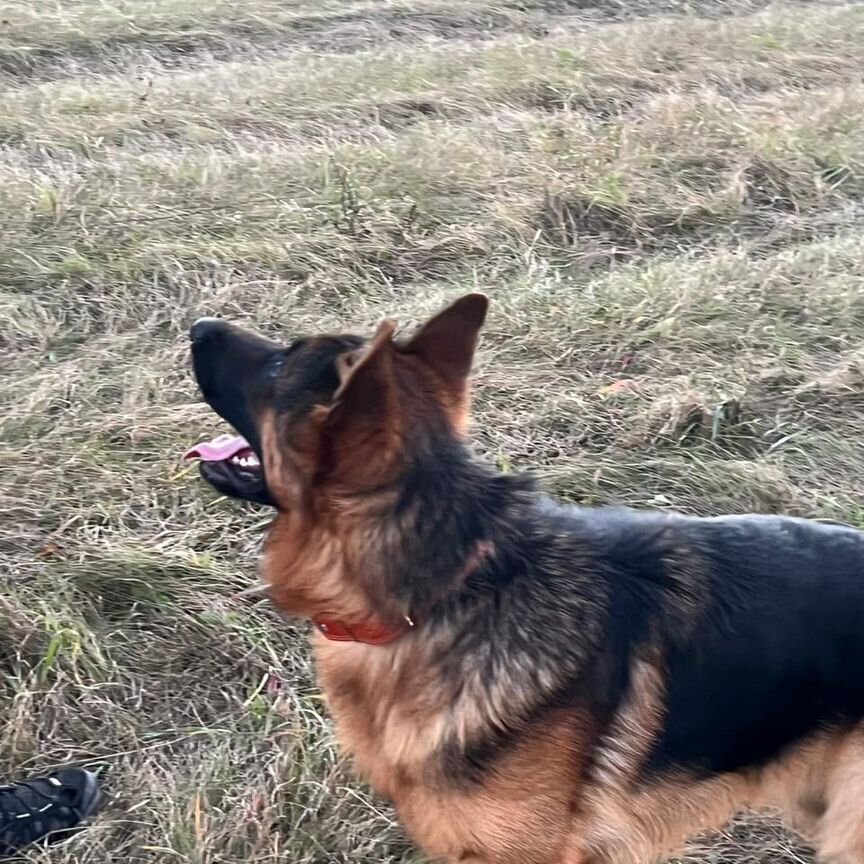 Собака немецкая овчарка в добрые руки