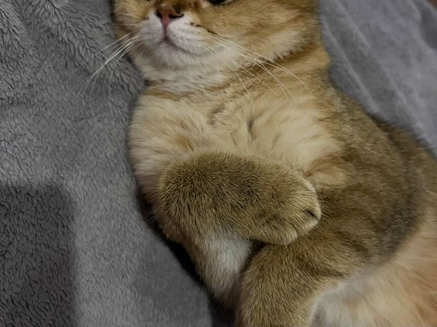 Британец в добрые руки. Возраст: 1 год 7 месяцев