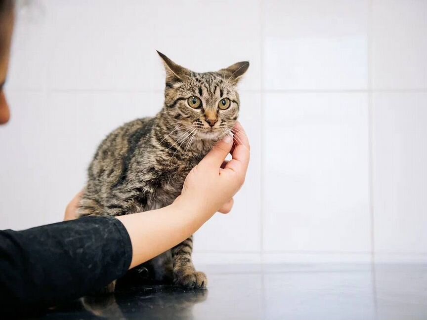 Кошка ищет дом метис британец