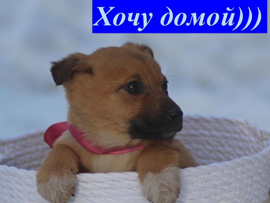 Милый активный щенок
