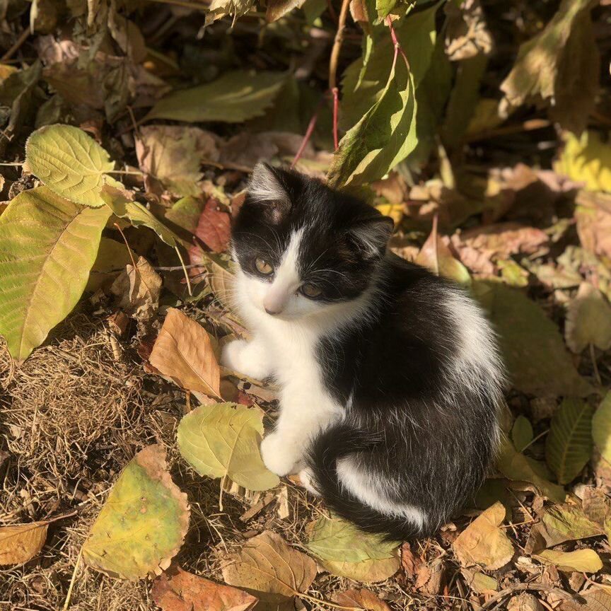 Котята в добрые руки