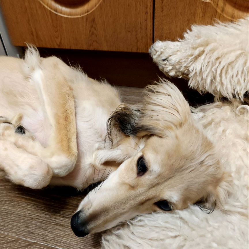 Салюки Борзая