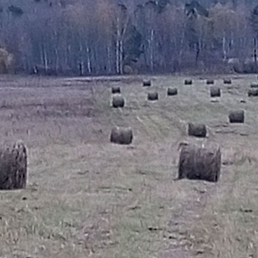 Сено