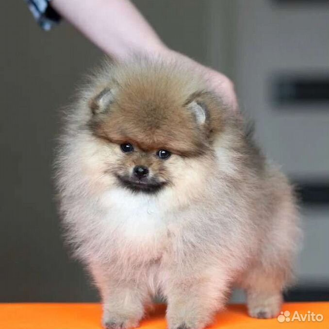 Очаровательная красотка - помераночка
