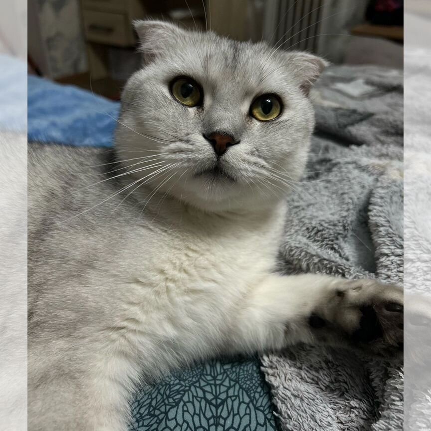 Британский вислоухий кот