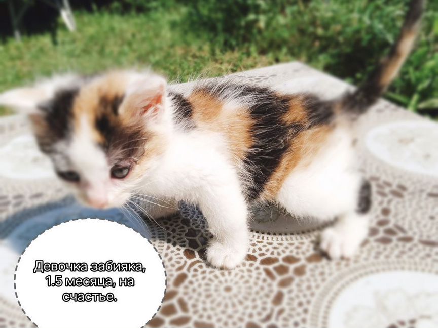 Котята в добрые руки,лоток знают