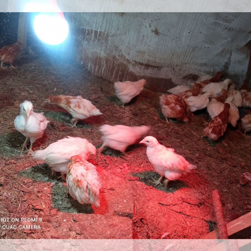 Куры несушки продам