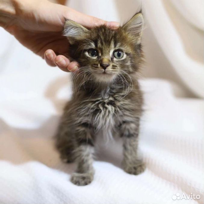 Славный которебёнок ищет дом