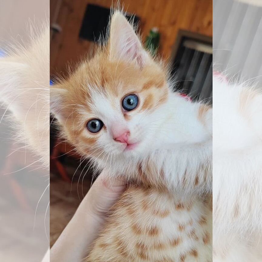 Котёнок в добрые руки