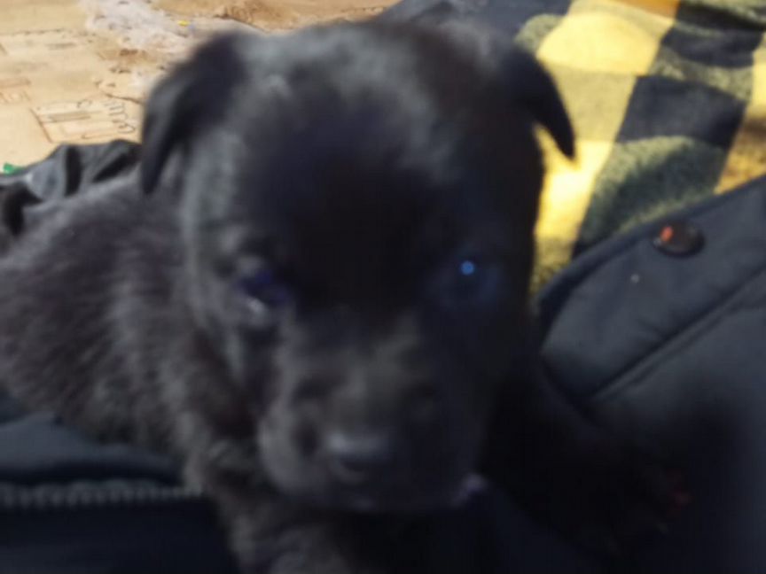 Маленькая породистых собака