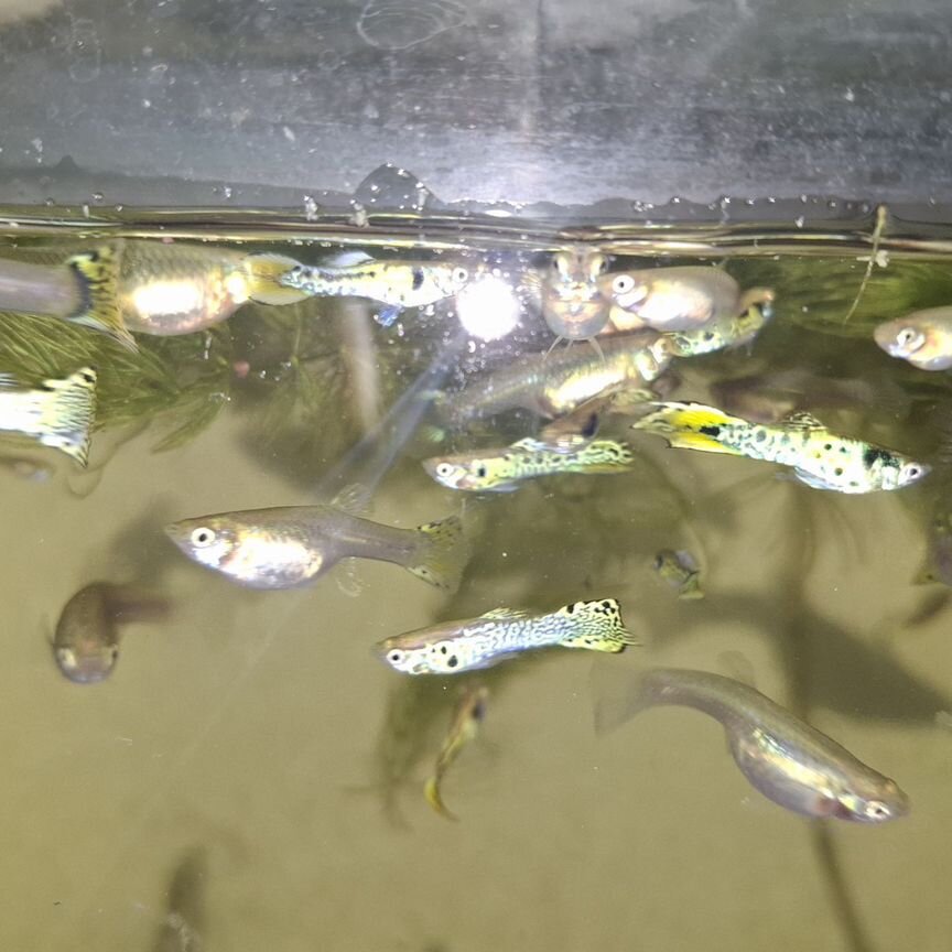 Рыбки гуппи