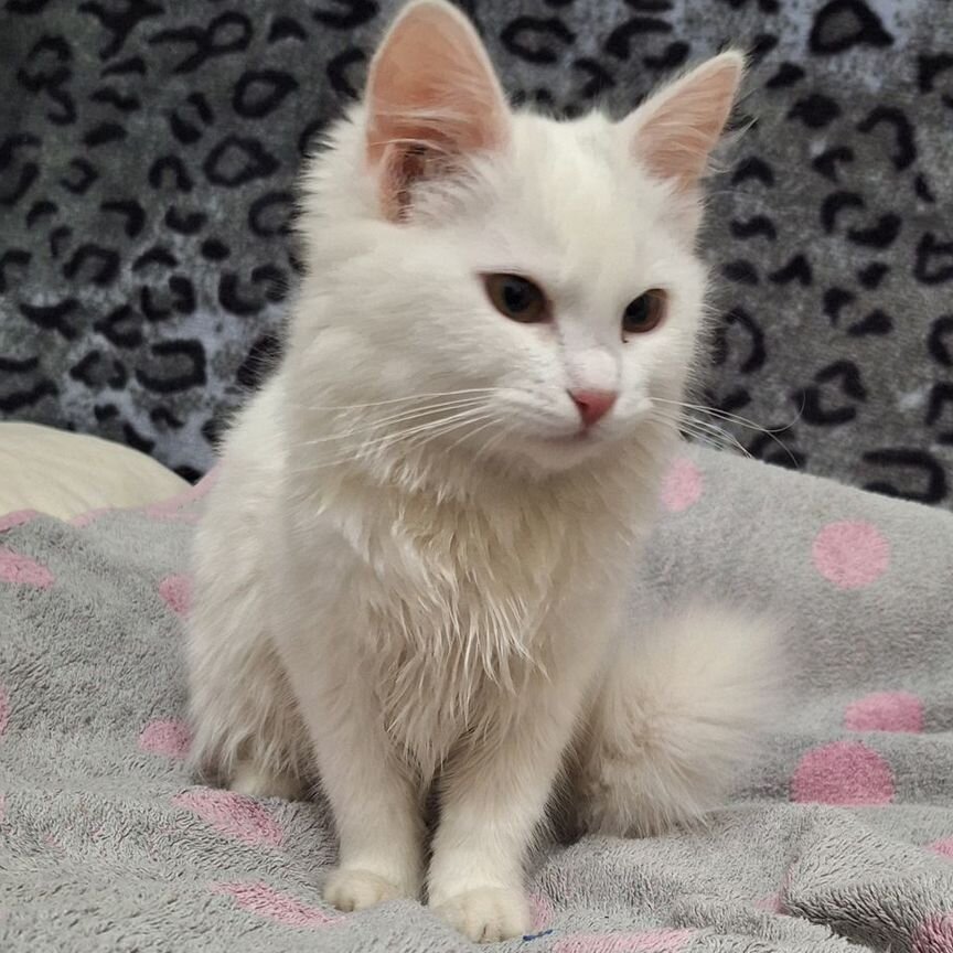 Кошечка белая в добрые руки