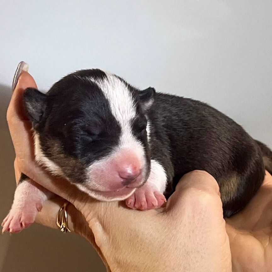 Мини-бультерьер, щенок