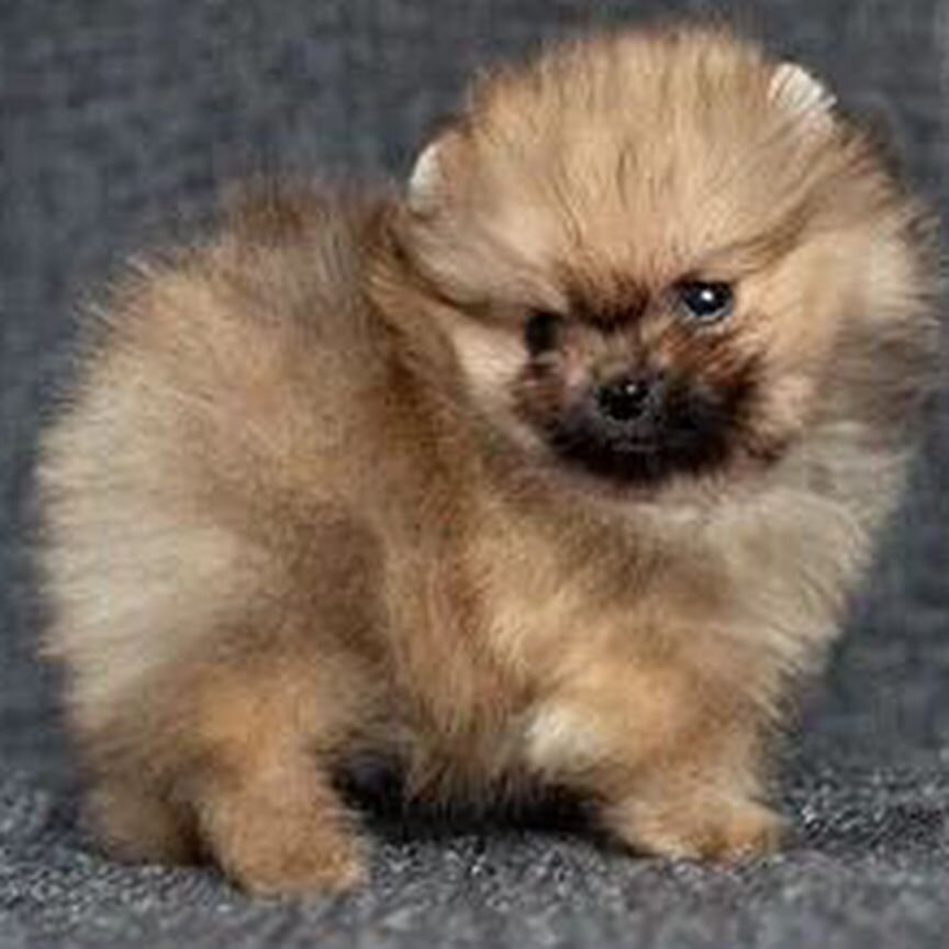 Померанский шпиц