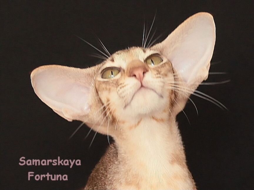 Ориентальные котята
