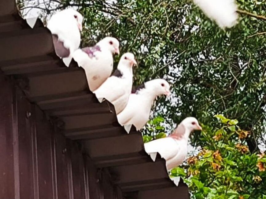 Продаются голуби