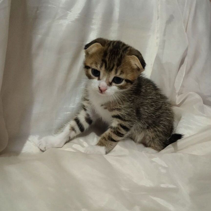 Шотландские вислоухие котята