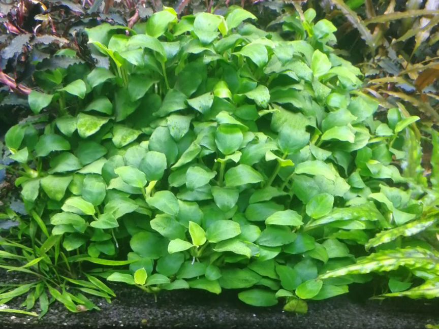 Аквариумное растение